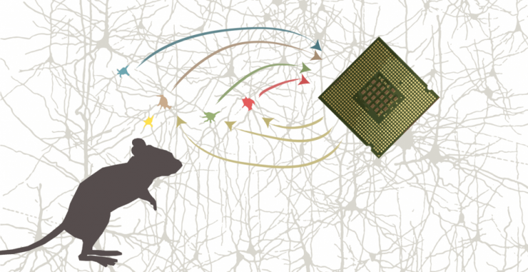 “拯救”受损大脑，时识科技用类脑芯片构建下一代脑机接口 | SynSense 时识科技